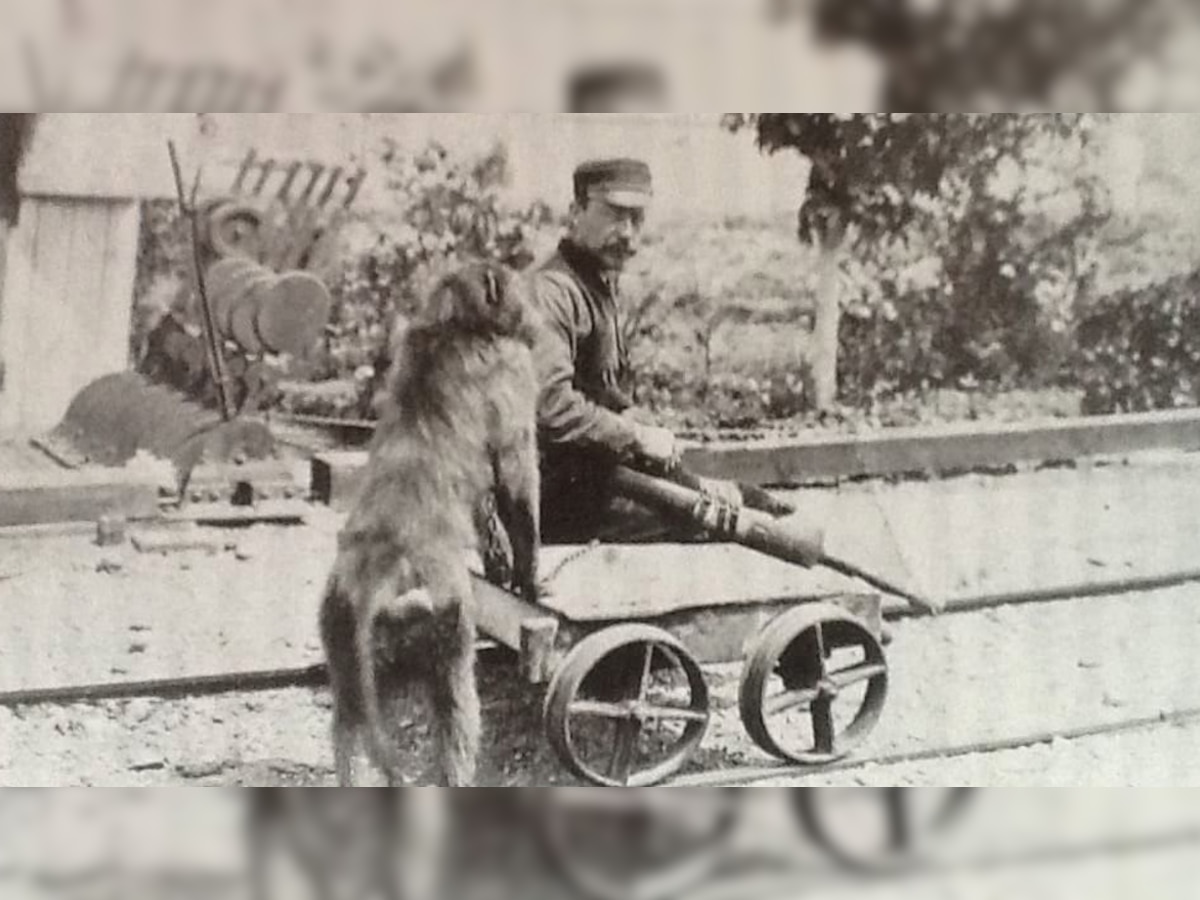 Jack The Baboon use to work as a lineman in railways give signals on ...
