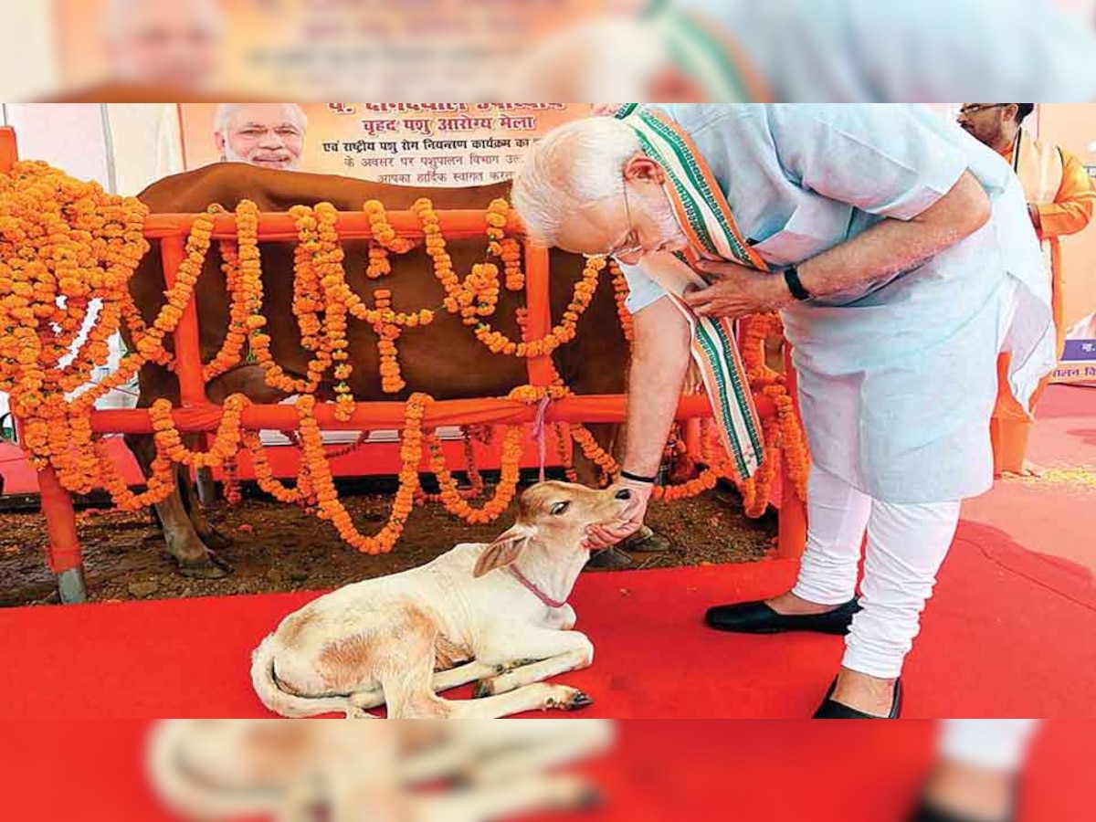 PM Narendra Modi 72nd Birthday Cheetah came India on Modi birthday see ...