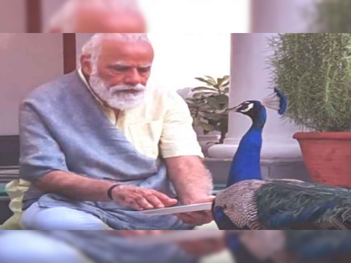 PM Narendra Modi 72nd Birthday Cheetah came India on Modi birthday see ...