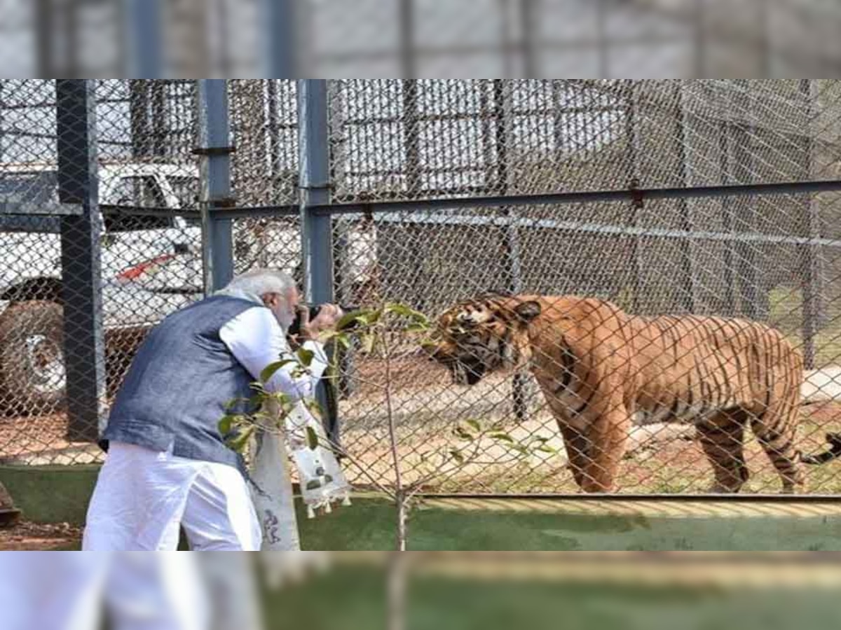 PM Narendra Modi 72nd Birthday Cheetah came India on Modi birthday see ...
