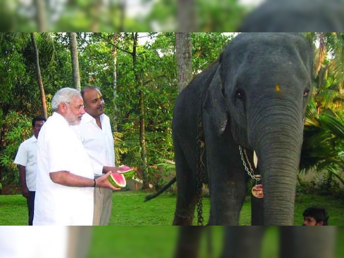 PM Narendra Modi 72nd Birthday Cheetah came India on Modi birthday see his love for animal ...