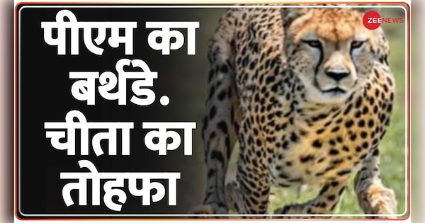 Prime Minister Narendra Modi will welcome cheetahs on the soil of India ...