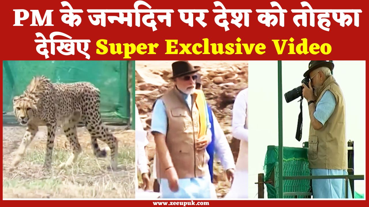 PM Modi 72nd Birthday Video African Cheetah 8 Leopard Released In Kuno ...