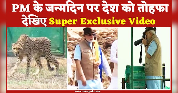 PM Modi 72nd Birthday Video African Cheetah 8 Leopard Released In Kuno ...