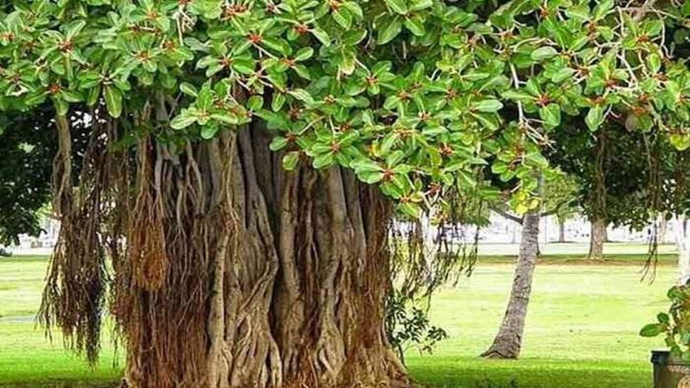 Pitru Paksha 2022 Worship Banyan Peepal Bell trees in Pitru Paksha ...