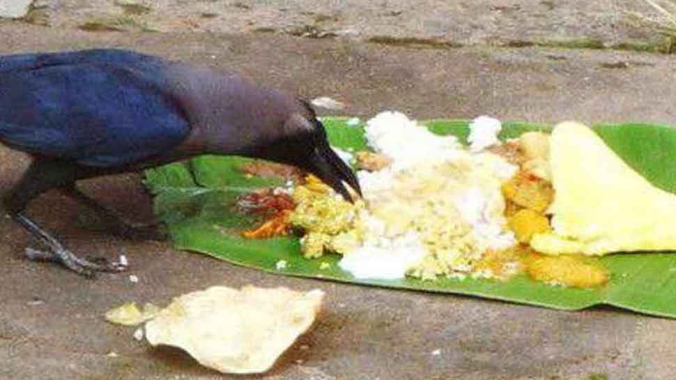 Pitru Paksha 2022 in shradh crows ate your food know kauwa khana khaye ...