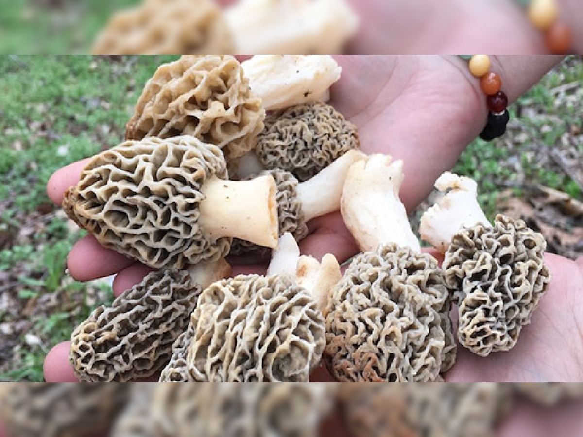 PM Modi Diet Prime Minister eats these 5 indigenous food for good ...