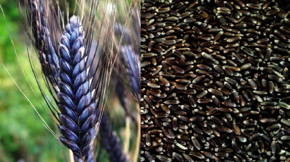 Benefits Of Black wheat Farming know kale gehu ki kheti kab aur kese ...