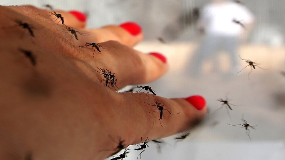 Know why Mosquito bite regularly to a specific person like fat man and ...