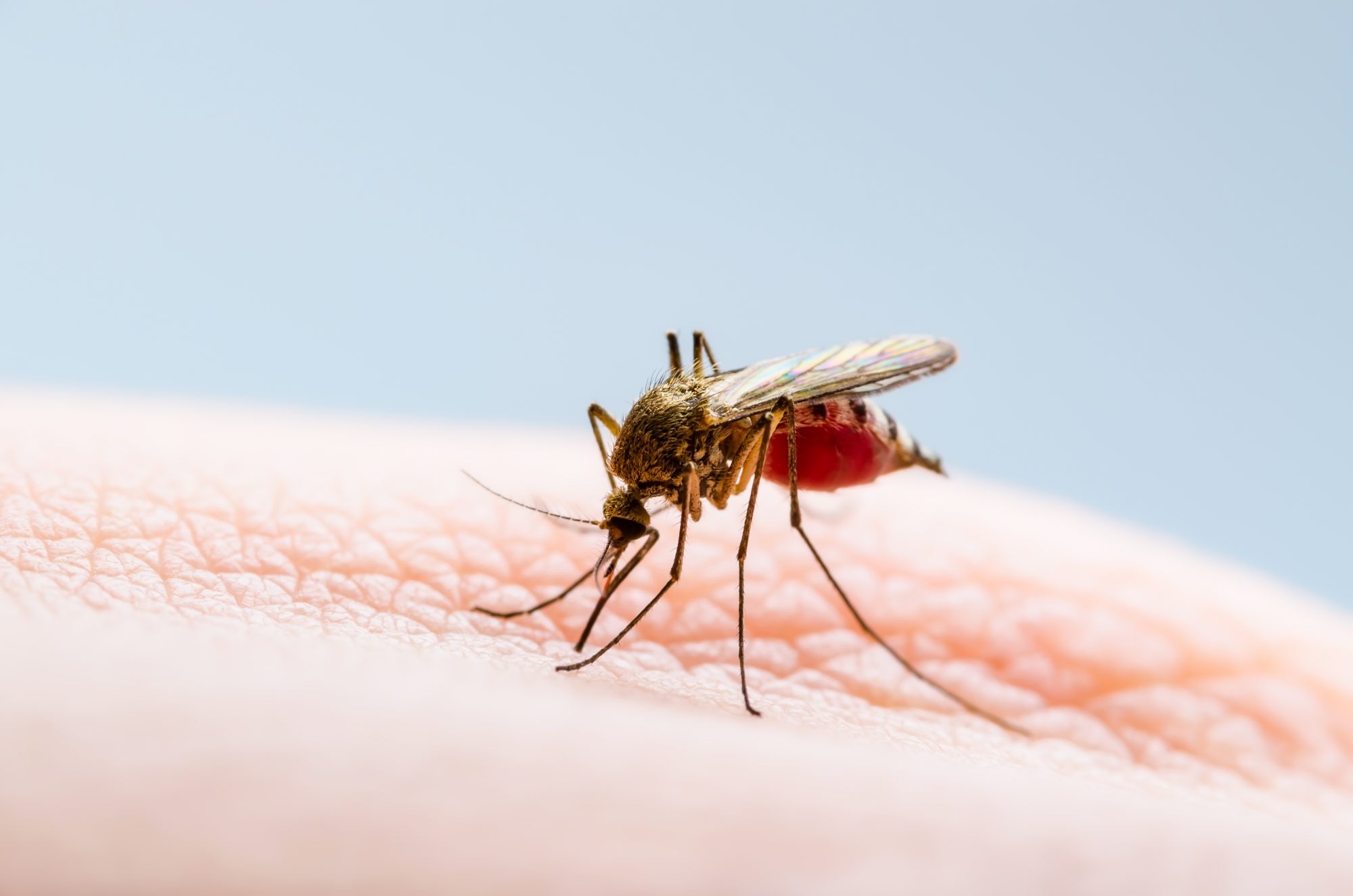 Know why Mosquito bite regularly to a specific person like fat man and ...