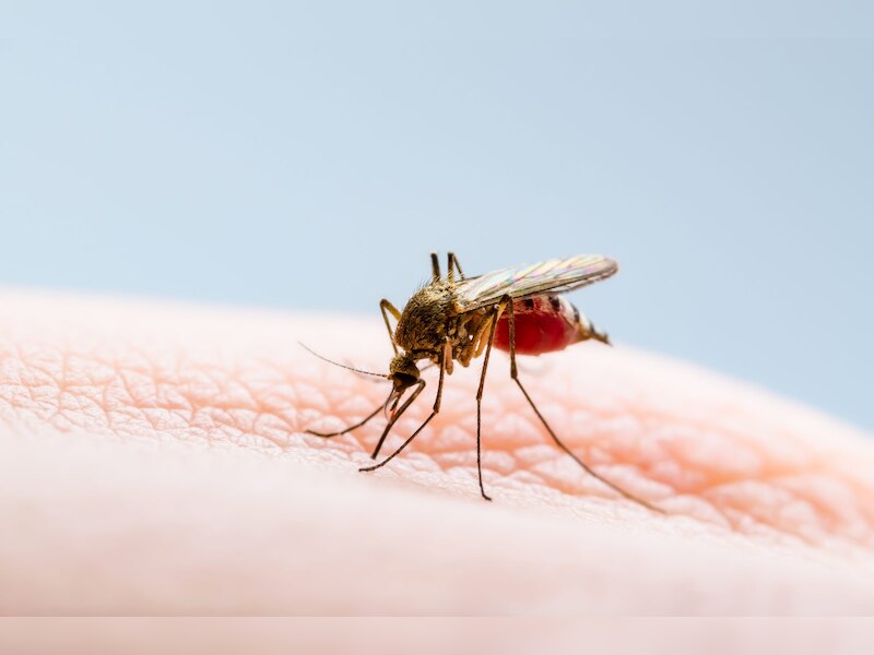 Know why Mosquito bite regularly to a specific person like fat man and ...