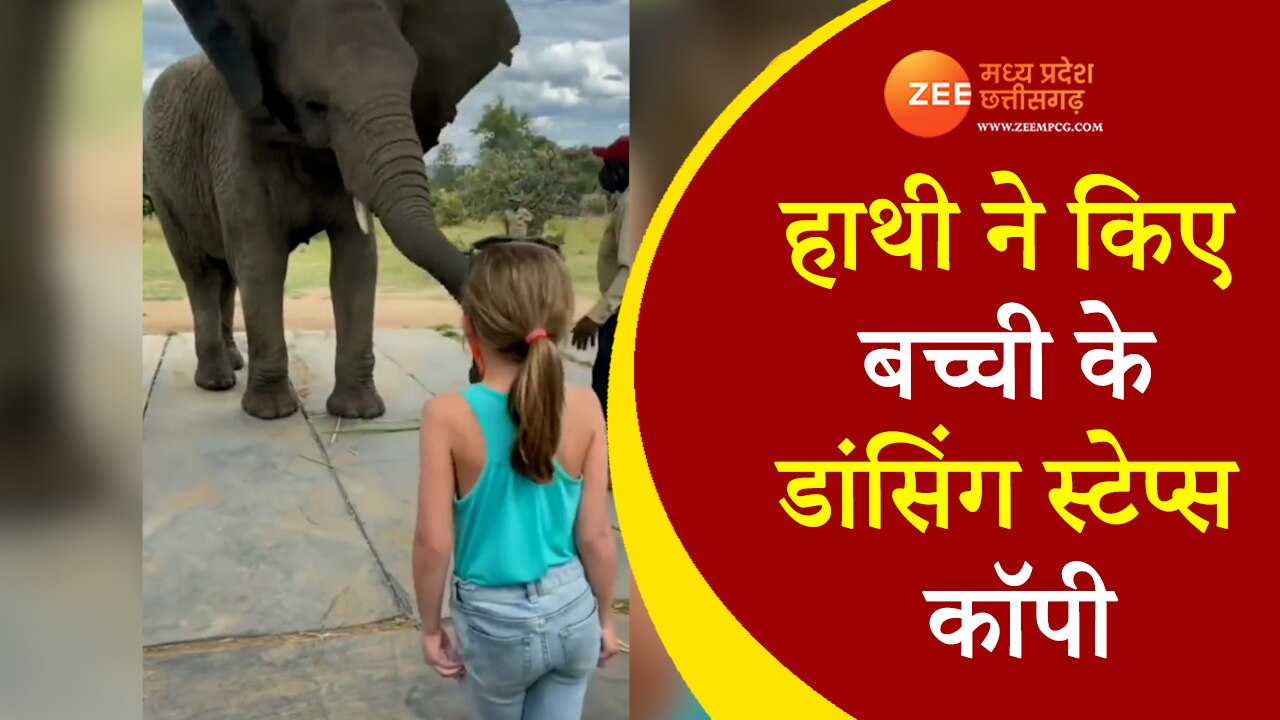 viral video elephant mimics dancing girl by wiggling his ears hathi ...