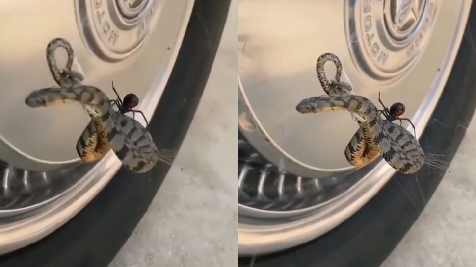 snake caught in dangerous web of spider and died must watch stunning ...
