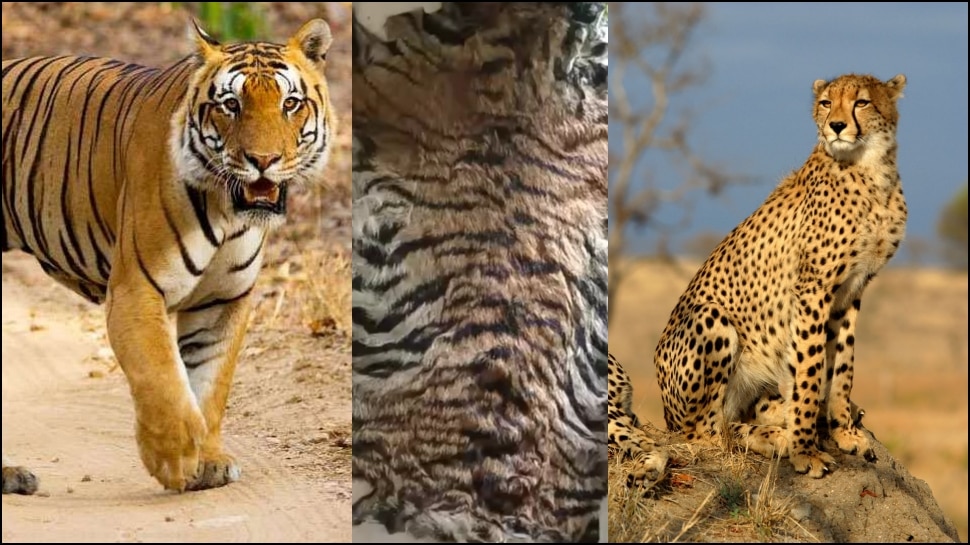 Tiger hunted in Balaghat Kanha National Park skin found in bushes may ...