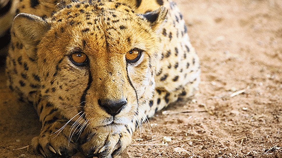 Kuno National Park How safe are cheetahs feeling in their new home know ...