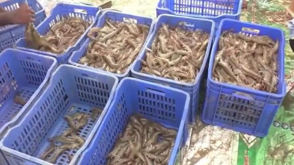 Haryana Farmer left traditional farming For shrimp fish farming earn ...