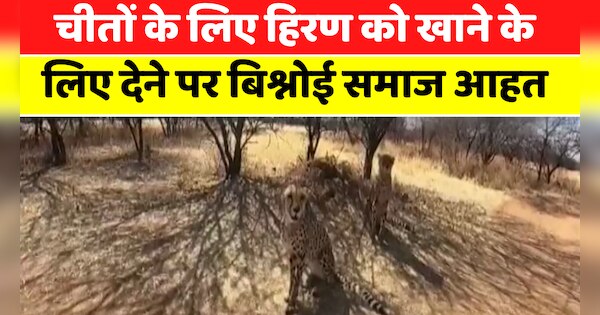 Outrage in Bishnoi society for serving deer to cheetahs letter to PM ...