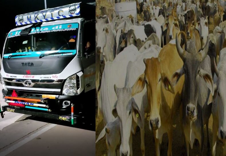 38 cows saved their lives due to the understanding of villagers 6 cow ...