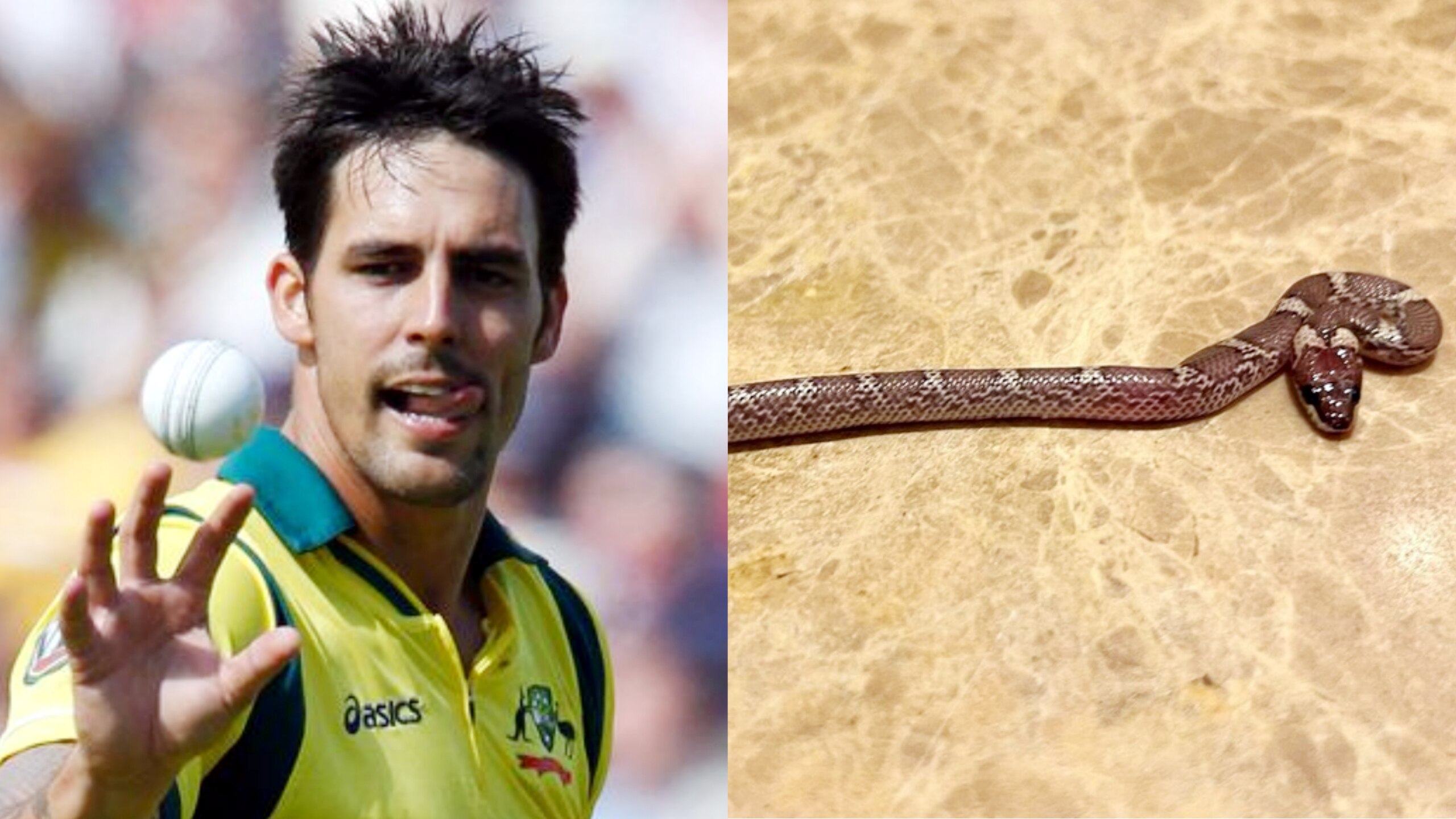 australian fast bowler Mitchell Johnson shares photos of a snake in his ...
