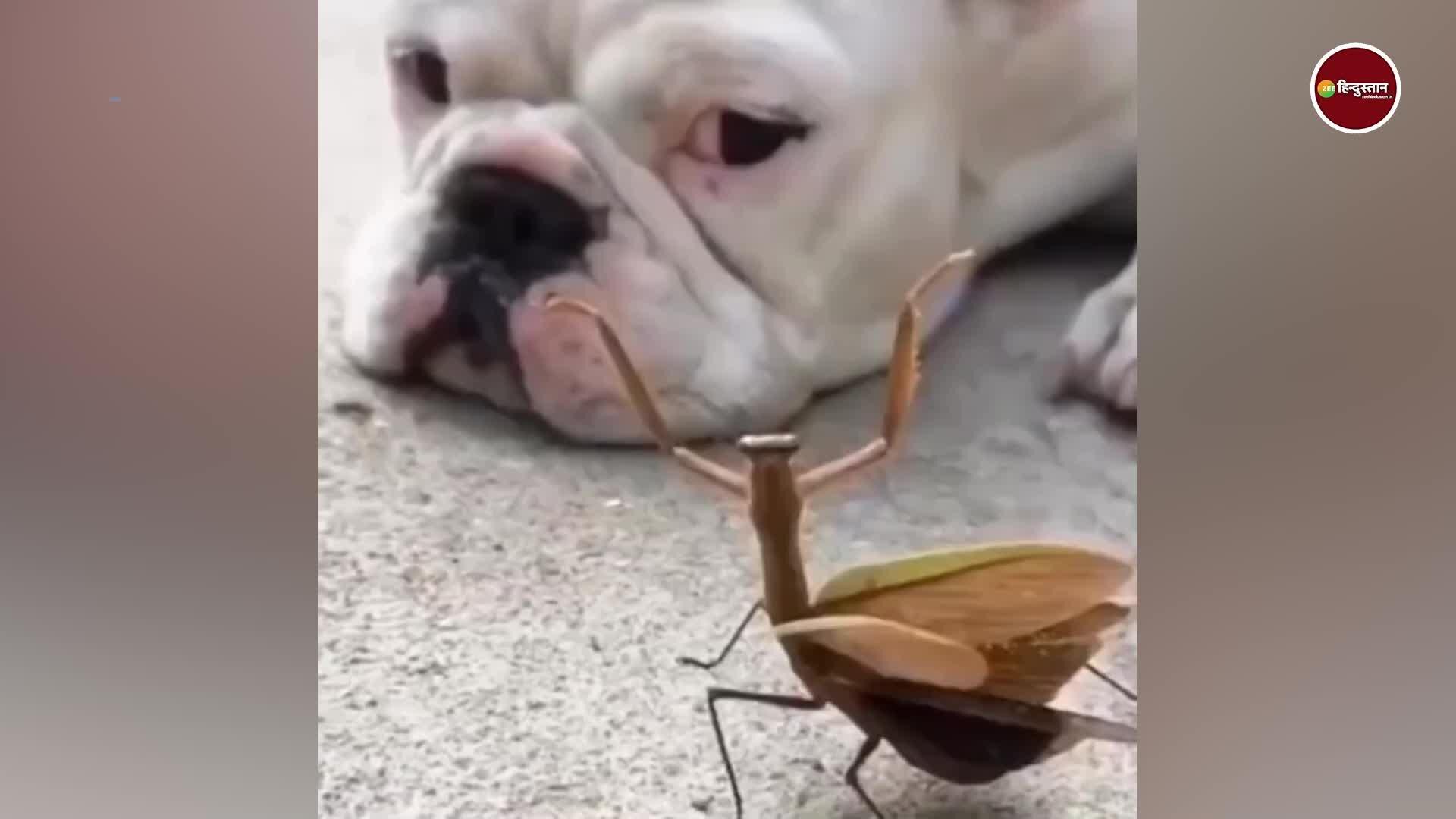 watch what happened when mantis seen dancing in front of dog want to ...