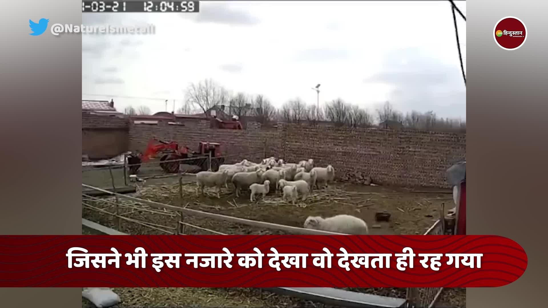 flock of sheep attack a kid standing in the ground brutally his parents ...