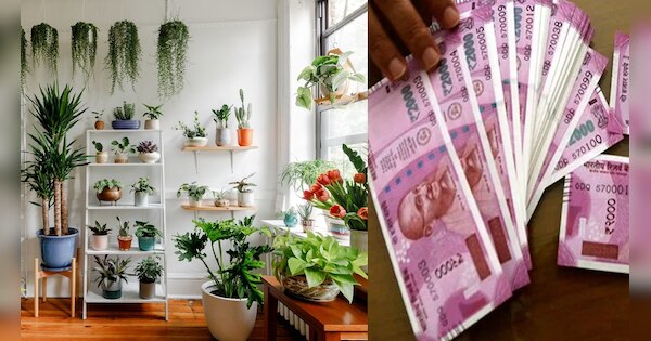 Lucky Money Plant: बालकनी में रख लें ये पैसे बरसाने वाले पौधे, कुछ ही दिन में बन जाएंगे अमीर ...