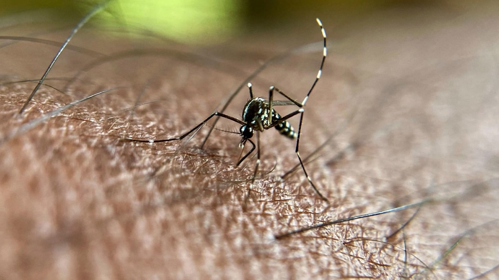 Mosquito bite reason why mosquitoes bite some people more smzs