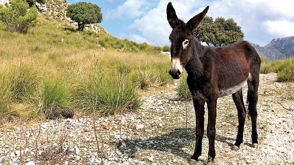 chanakya niti learn 3 things to donkey you will get success Ashwini ...