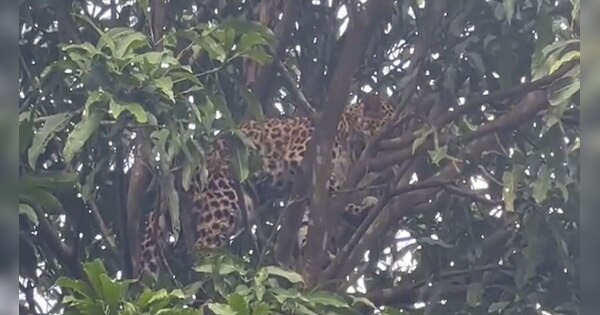 video goes viral after leopard trapped in mango tree