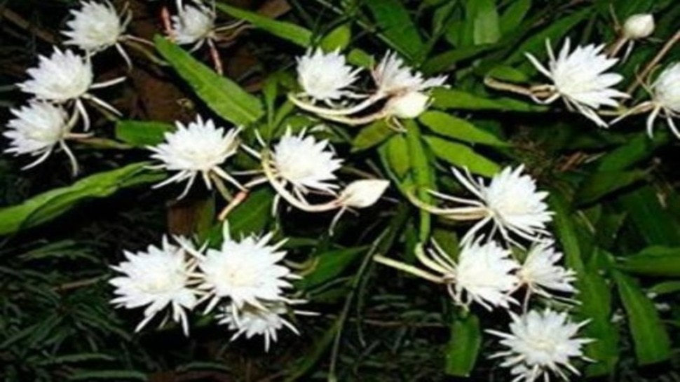 Braham Kamal Flower: आधी रात में कुछ ही देर के लिए खिलता है ये चमत्कारी ...