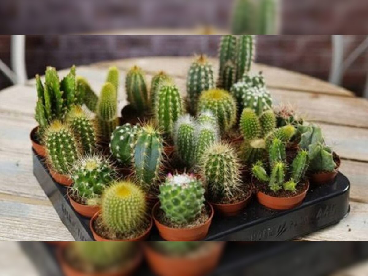 Vastu tips Do not plant these plants in house maa Lakshmi goddess of wealth will get upset plant ...