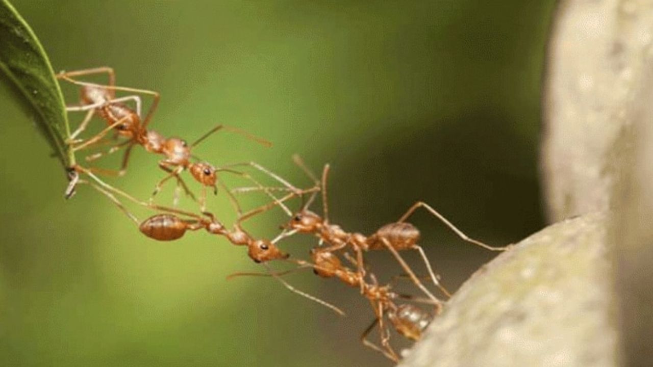 Detected the population of ants Learn how ants are important for human ...