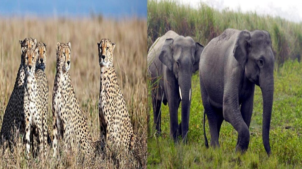 sheopur two elephants will protect cheetahs in kuno national park mpap ...