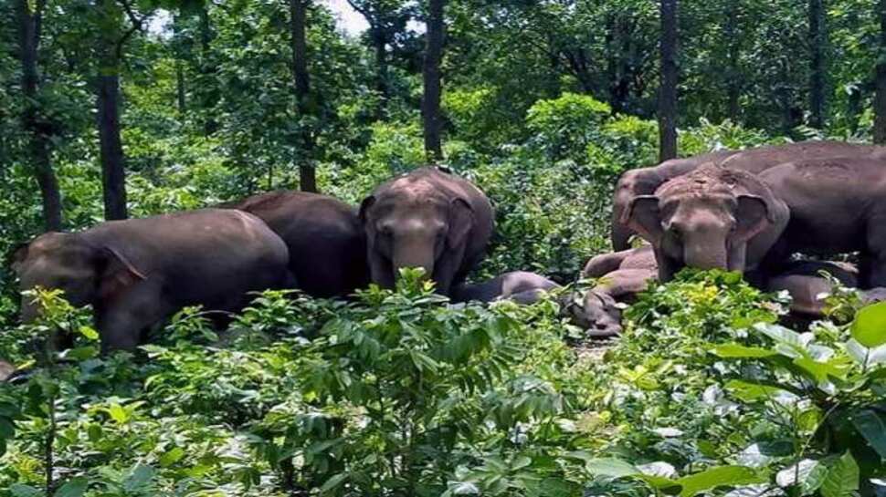 Govt of India start its efforts to save National Heritage Animal ...