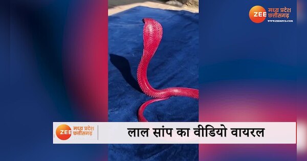 Red color snake entered black snake laal rang ka kobra saap see amazing ...