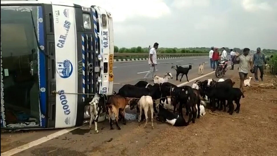 Goat carried truck over turned near bhadrak bhandaripokhori | ଗୁରୁବାରରେ ...