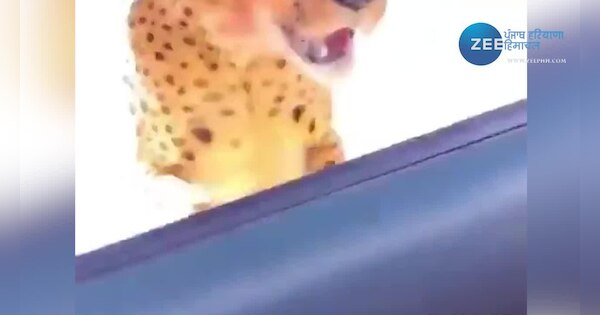 selfie with cheetah video tourist shockened by cheetah jumped upon ...
