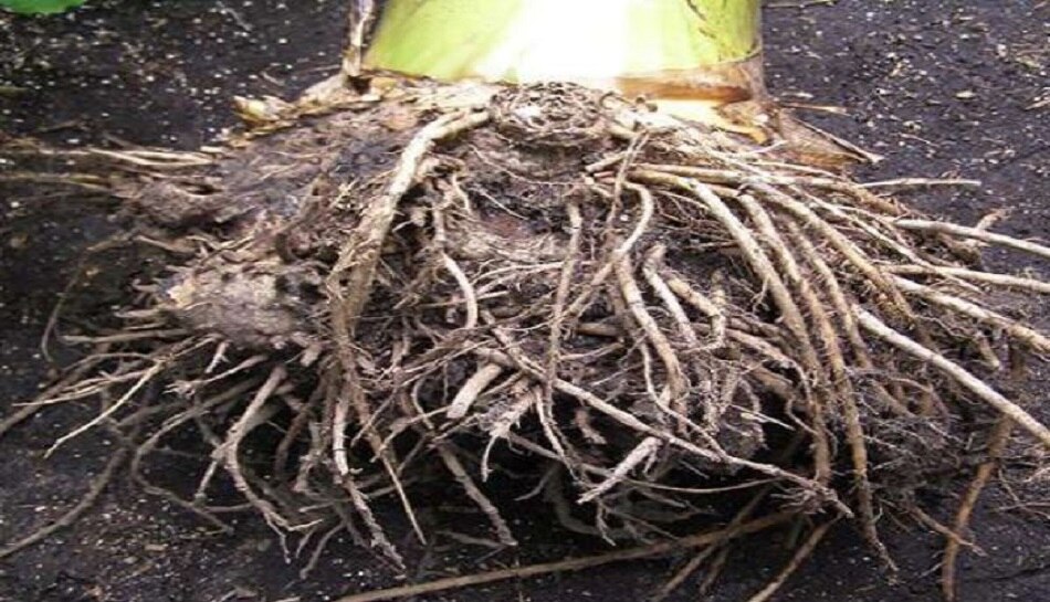 Jyotish Ratna grah shanti upay Roots of trees can be worn instead of ...