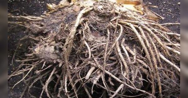 It is not necessary to wear gems for peace of planets roots of trees ...