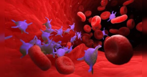 increase platelets faster in dengue and malaria by these foods nsmp ...