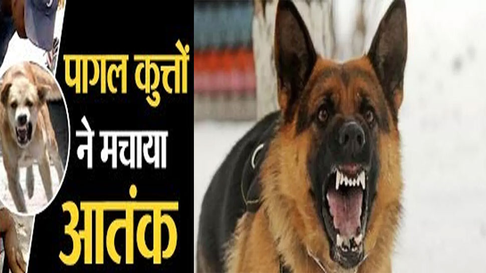 terror of a mad dog in kota 24 people injured so far due to bite |कोटा में पागल कुत्ते का आतंक ...