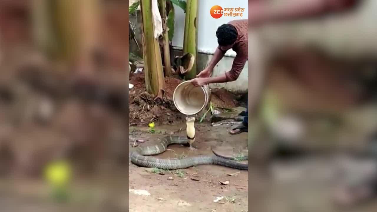 King Cobra Bath King Cobra snake bathing with bucket saap ka video mpsn ...