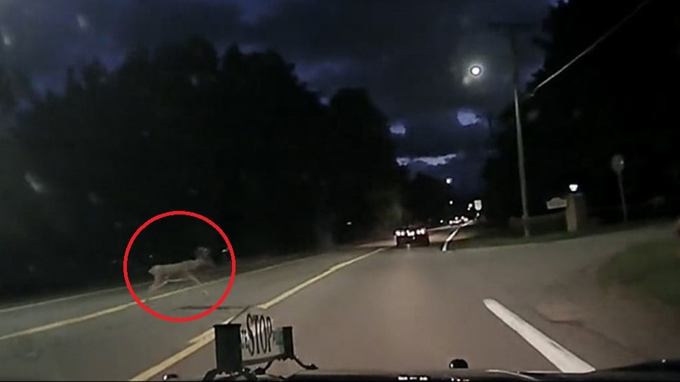 US Viral Video of deer shocking jump caught in camera over fast moving ...