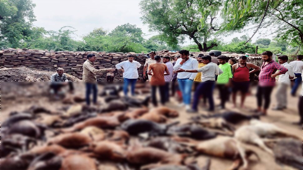 Ladpura Wild animals attacked domesticated goats 64 goats died ...