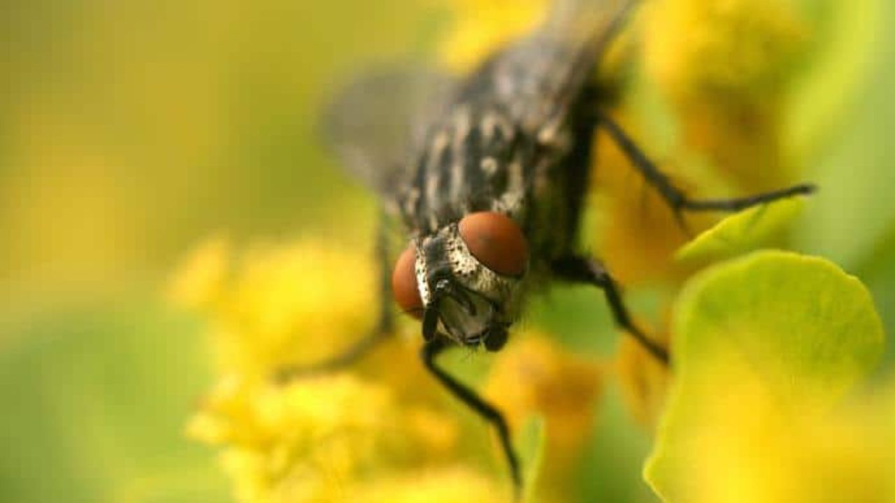Research on house fly how they spread disease caused mosquitoes and ...