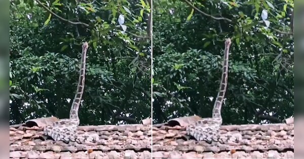 snake indian rock python snake climbing tree shocking viral video have ...