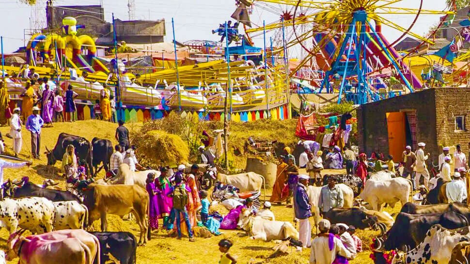 cattle fair will not be held in kumariyan no permission to bring ...