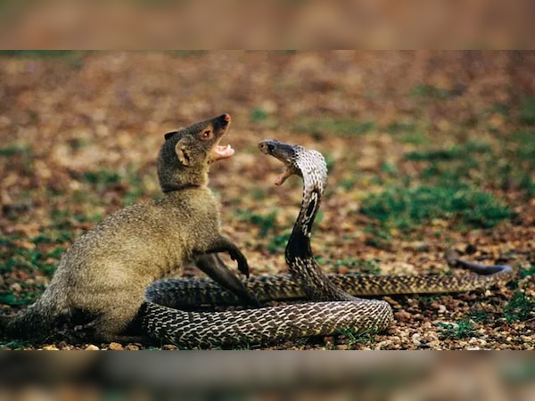 viral black mamba snake and mongoose fight dangerous heated fight video ...