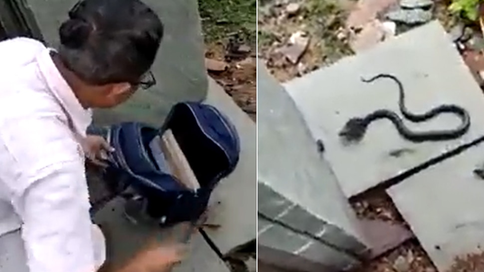 King Cobra Snake found in school bag by teacher in Madhya Pradesh ...