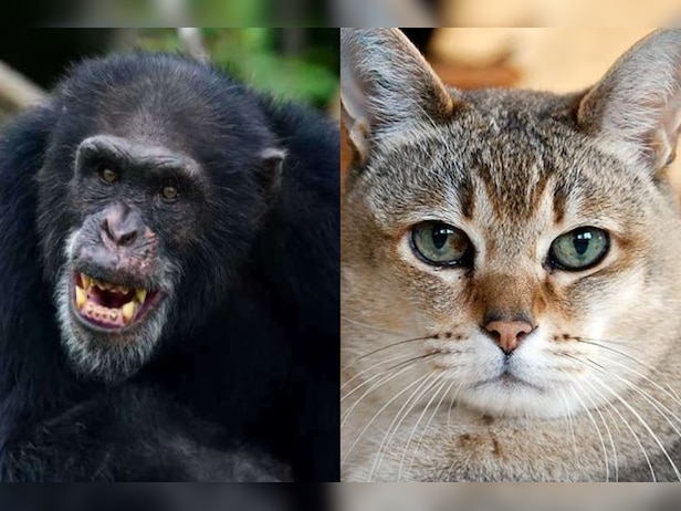 Humans will have a war with chimpanzees and cats in the future UK ...